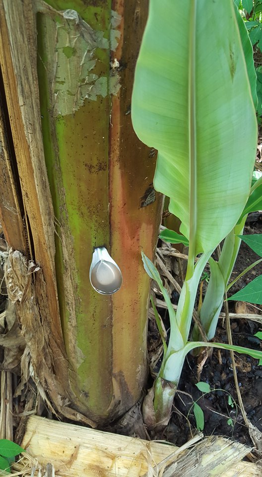 Rare Banana Collection - Feun Foo Permaculture Chanthaburi (Thailand ...