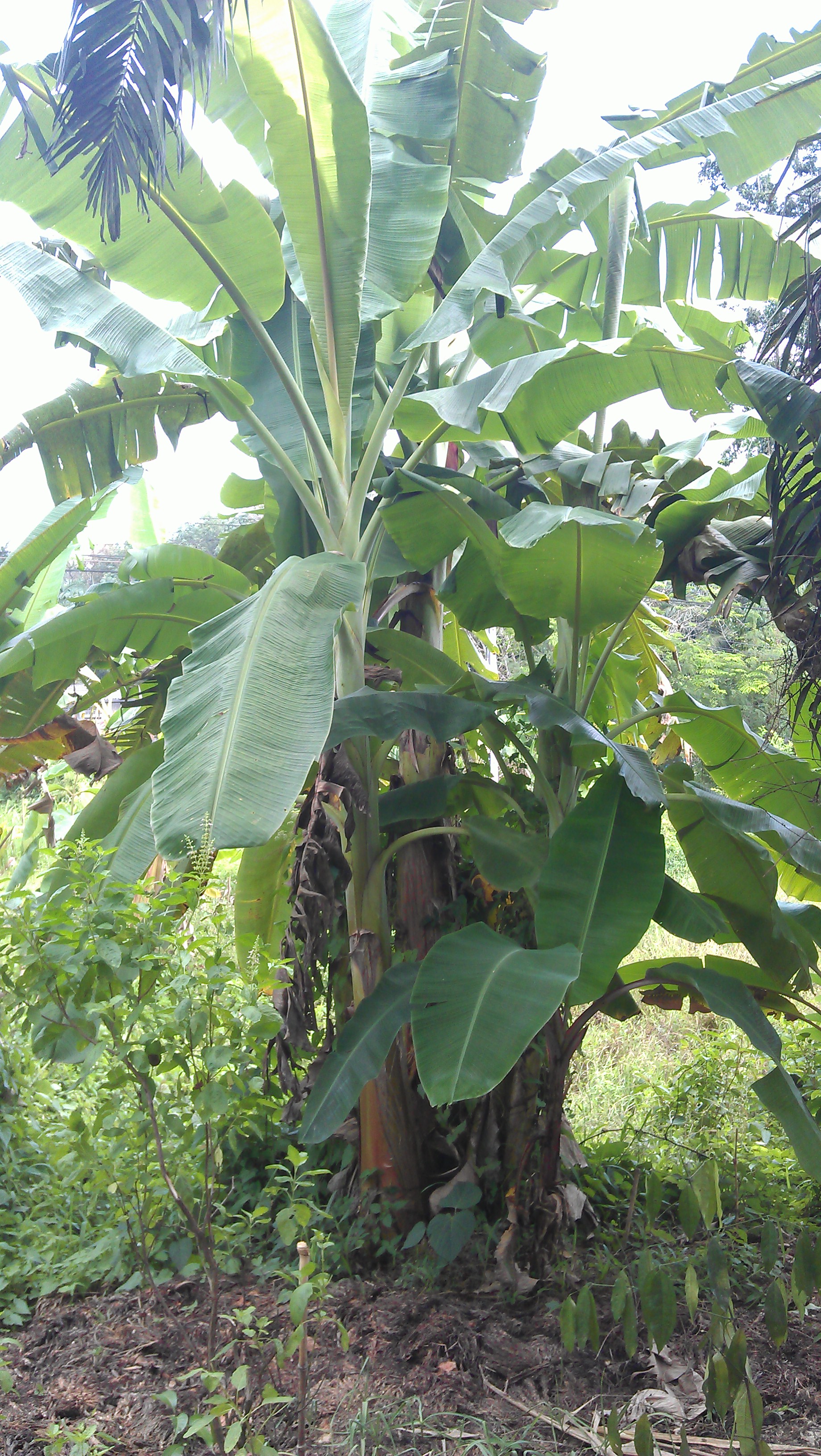 Rare Banana Collection - Feun Foo Permaculture Chanthaburi (Thailand ...