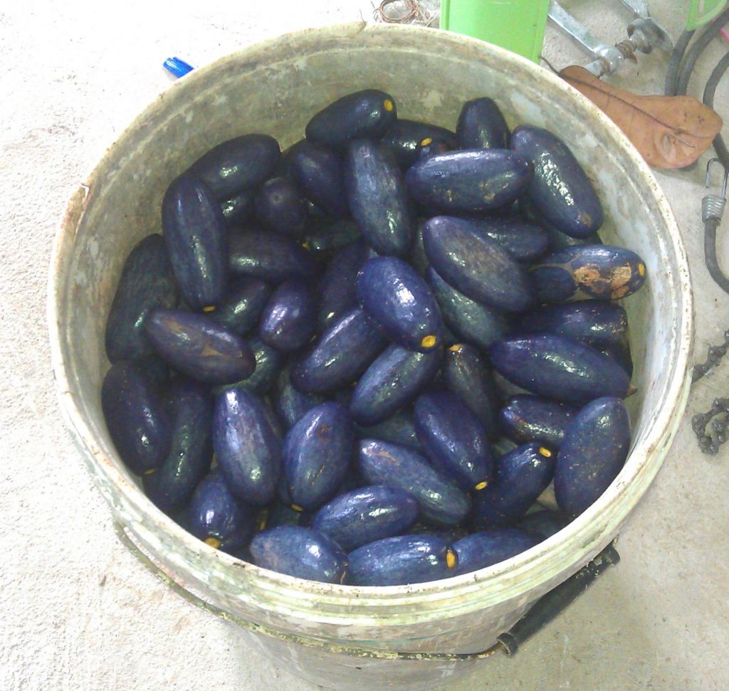 Plant Collection and Cultivation of Diversity | Feun Foo Permaculture ...